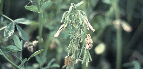 Verticillium Wilt Treatment Verticillium Wilt In Trees: Expert