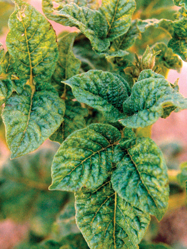 Potato Plant Leaves Solanum Tuberosum (potato) | CABI Compendium