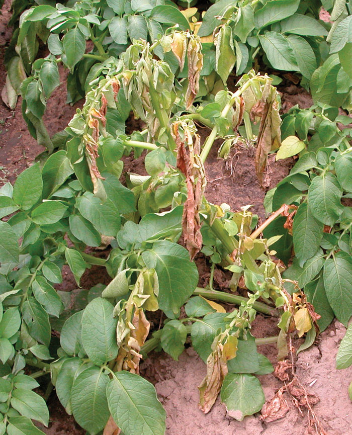 Verticillium Wilt Symptoms In Plants Verticillium Wilt Of Chile