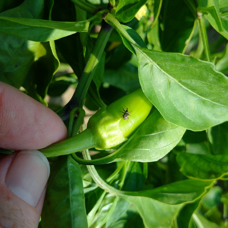 Bell Pepper Plant Pests