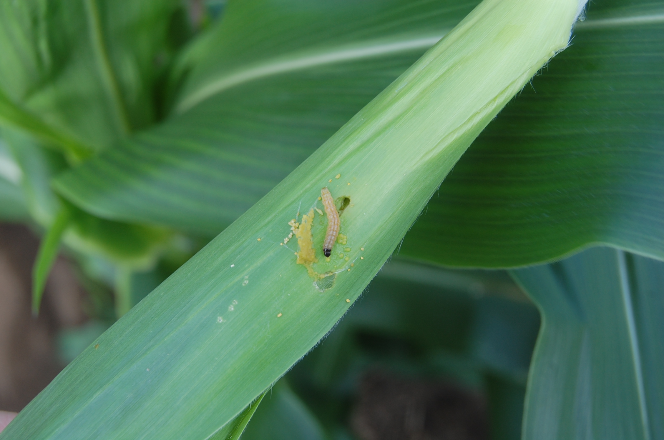 European Corn Borer