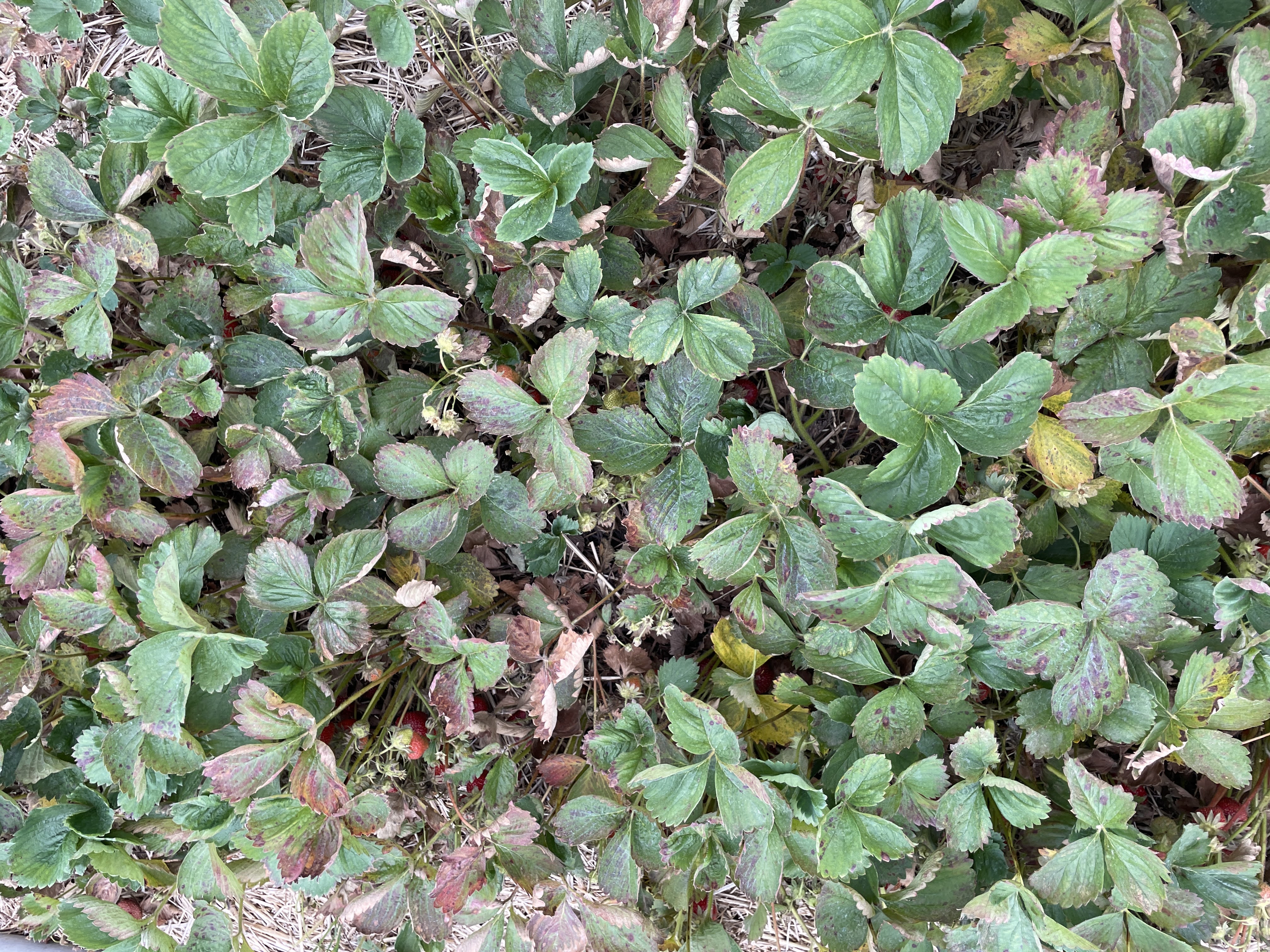 Strawberry Mites In Plants Watch For Mites Before And After Planting